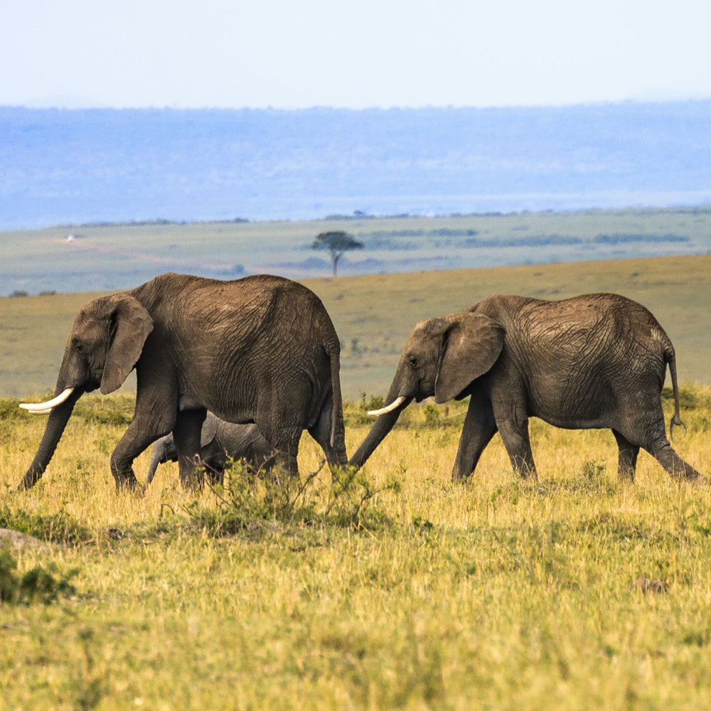 ESCAPE TO AFRICA